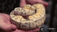 Coil GIFs - Get the best gif on GIFER