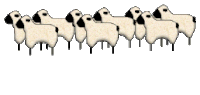 Sheep GIFs - Get the best gif on GIFER