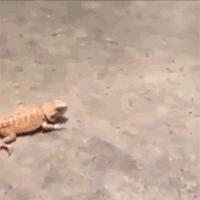 Lizard GIFs - Get the best gif on GIFER
