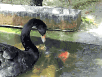Swan GIFs - Get the best gif on GIFER