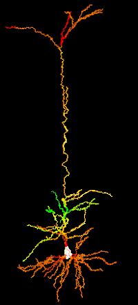 Neuroscience GIFs - Get the best gif on GIFER