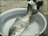 Fishy GIFs - Get the best gif on GIFER