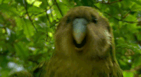 Kakapo GIFs - Get the best gif on GIFER