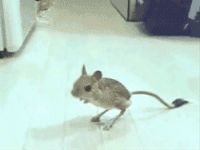 Rodent GIFs - Get the best gif on GIFER