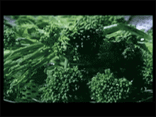 Angry broccoli GIF - Conseguir o melhor gif em GIFER