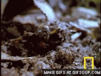 Dung GIFs - Get the best gif on GIFER