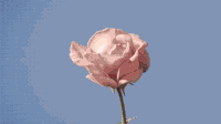 Blooms GIFs - Get the best gif on GIFER