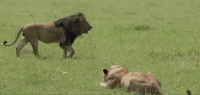 Buffalo GIFs - Get the best gif on GIFER
