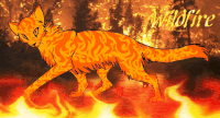 Wildfire GIFs - Get the best gif on GIFER