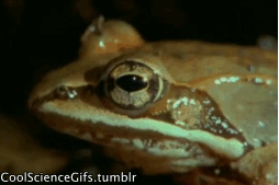Cryogenesis GIF - Conseguir o melhor gif em GIFER