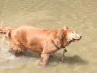 Shakeing GIFs - Get the best gif on GIFER