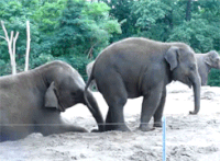 Nudge GIFs - Get the best gif on GIFER