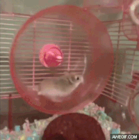 Wheee GIFs - Get the best gif on GIFER
