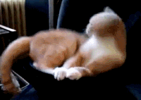 Subwoofer GIFs - Get the best gif on GIFER