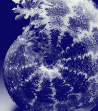 Anemones GIFs - Get the best gif on GIFER