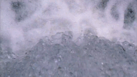Salmon GIFs - Get the best gif on GIFER