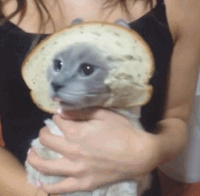 Bread GIFs - Get the best gif on GIFER
