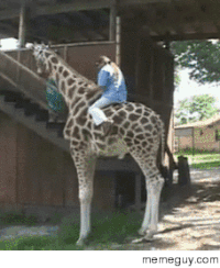 Riding GIFs - Get the best gif on GIFER