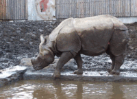 Rhinoceros GIFs - Get the best gif on GIFER