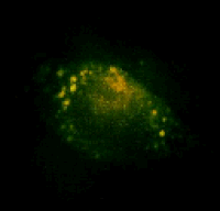 Microscopes GIFs - Get the best gif on GIFER