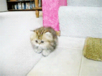 Energetic GIFs - Get the best gif on GIFER