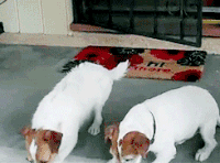 Concentration GIFs - Get the best gif on GIFER