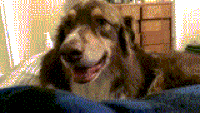 Aussie GIFs - Get the best gif on GIFER