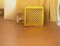 Leash GIFs - Get the best gif on GIFER