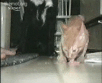 Tuna GIFs - Get the best gif on GIFER