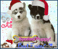 Pups GIFs - Get the best gif on GIFER