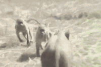 Threading GIFs - Get the best gif on GIFER