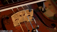 Violon GIFs - Get the best gif on GIFER