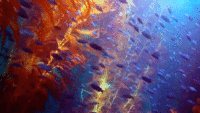 Oceano GIFs - Get the best gif on GIFER