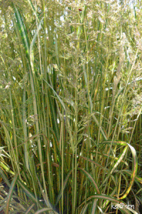 Grass GIFs - Get the best gif on GIFER