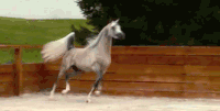Prance GIFs - Get the best gif on GIFER