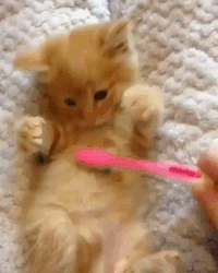 Toothbrush GIFs - Get the best gif on GIFER