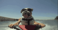 Boat GIFs - Get the best gif on GIFER