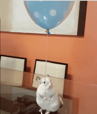 Chinchillas GIFs - Get the best gif on GIFER