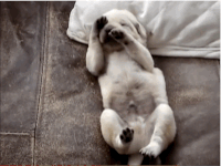 Jolly GIFs - Get the best gif on GIFER