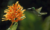 Hummingbirds GIFs - Get the best gif on GIFER