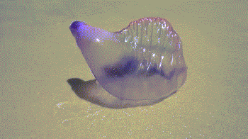 Physalis GIFs - Get the best gif on GIFER
