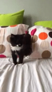 Thechive GIFs - Get the best gif on GIFER