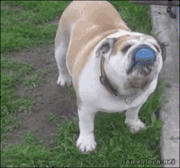 Reflexes GIFs - Get the best gif on GIFER