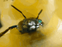 Pollinator GIFs - Get the best gif on GIFER