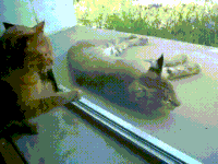 Bobcat GIFs - Get the best gif on GIFER