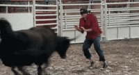 Rodeo GIFs - Get the best gif on GIFER