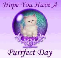 Purrfect GIFs - Get the best gif on GIFER