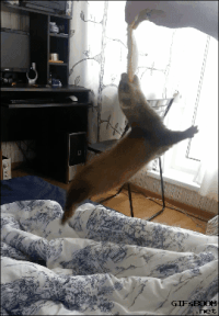 Ferrets GIFs - Get the best gif on GIFER