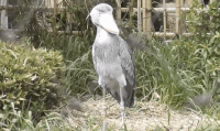 Shoebills GIFs - Get the best gif on GIFER