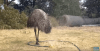 Emu GIFs - Get the best gif on GIFER